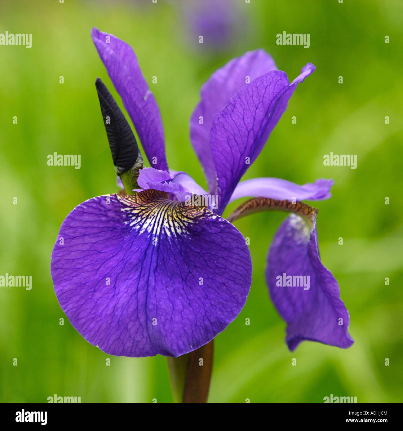 Iris bleu unique Banque de photographies et d’images à haute résolution - Alamy