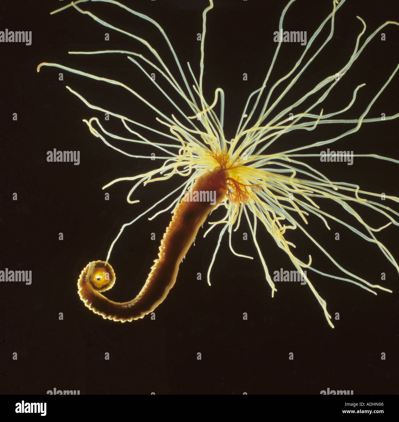 Vers marins Banque de photographies et d’images à haute résolution - Alamy