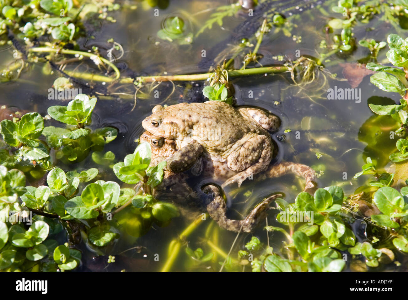 Toads garden Banque de photographies et d’images à haute résolution - Alamy