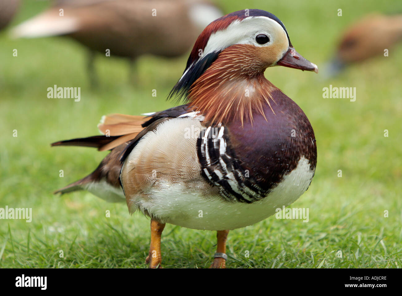 Canards mandarins famille Banque de photographies et d’images à haute ...