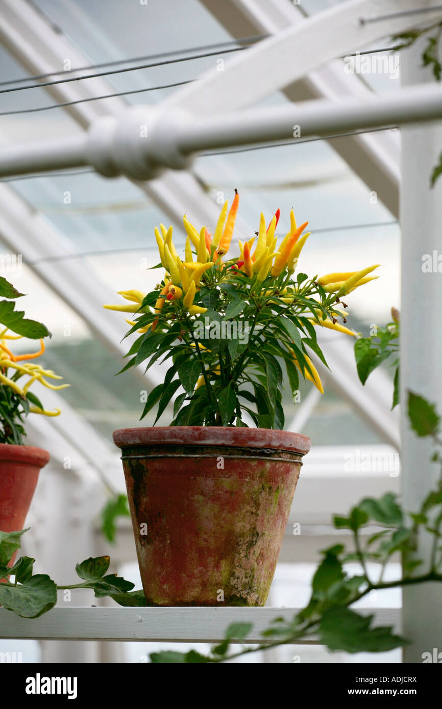 Pot en terre cuite contenant des piments qui poussent et mûrissent en ...