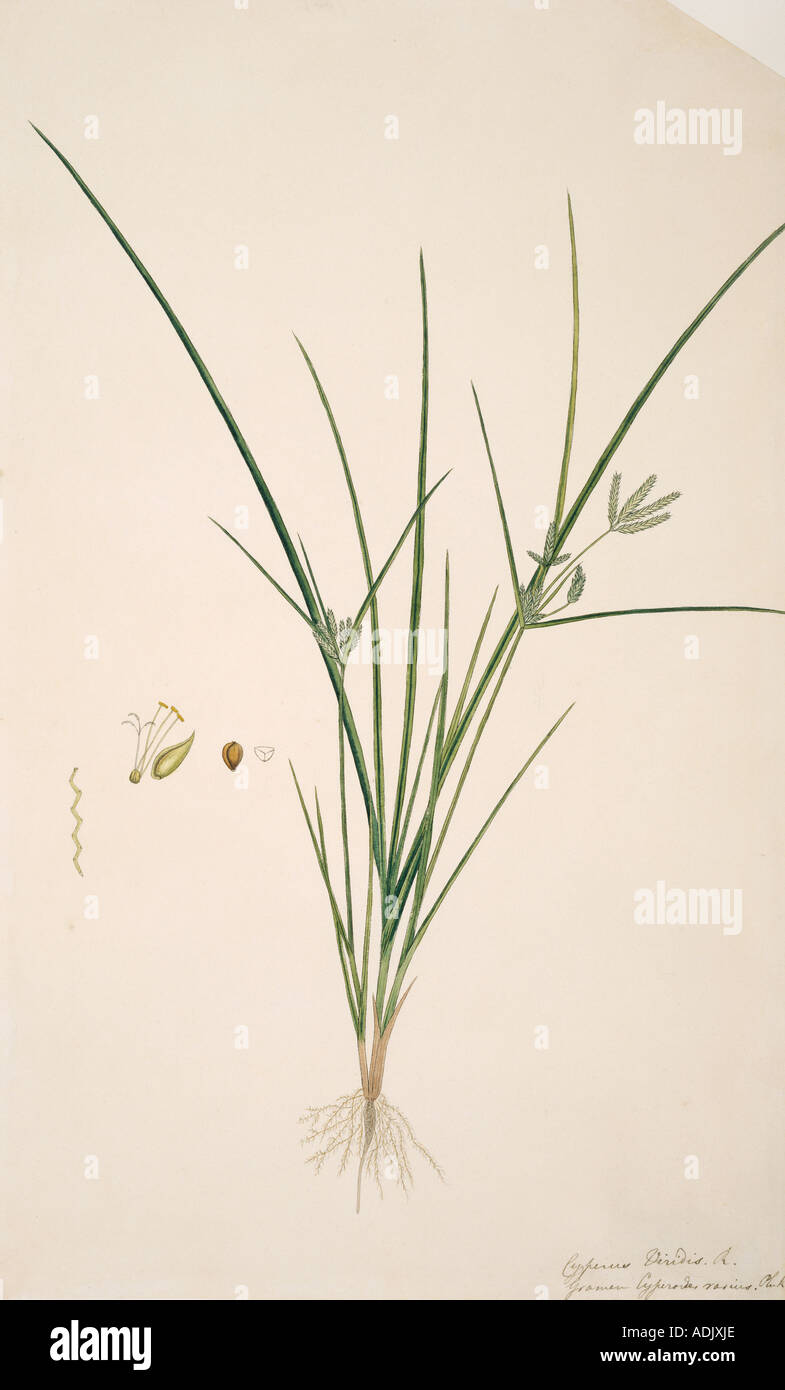 Cyperus cyperus sp Banque de photographies et d’images à haute ...