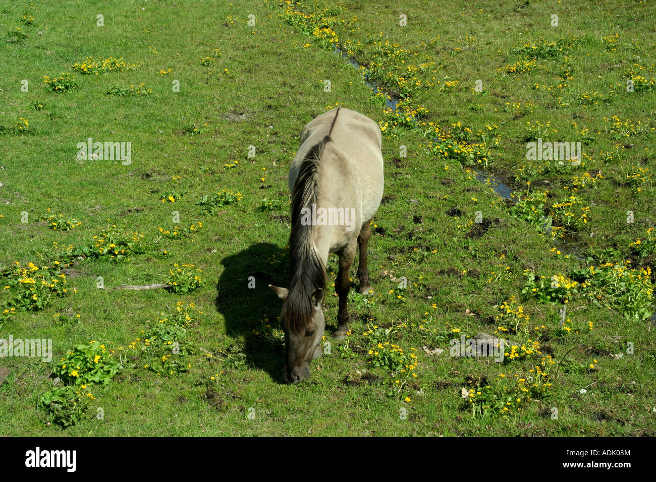Cheval Polonais Banque d'image et photos - Alamy