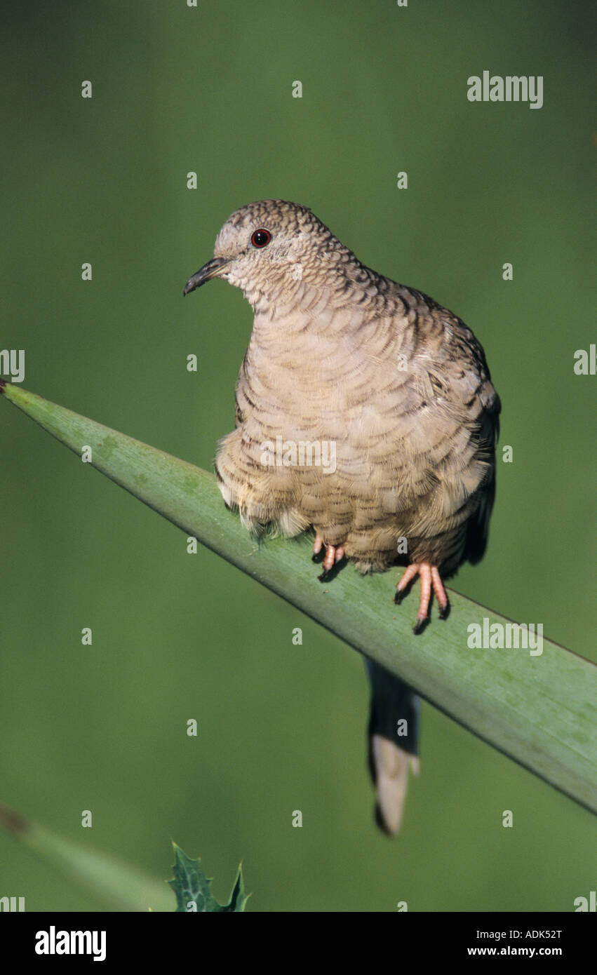 Colombe sauvage Banque d'images détourées - Alamy