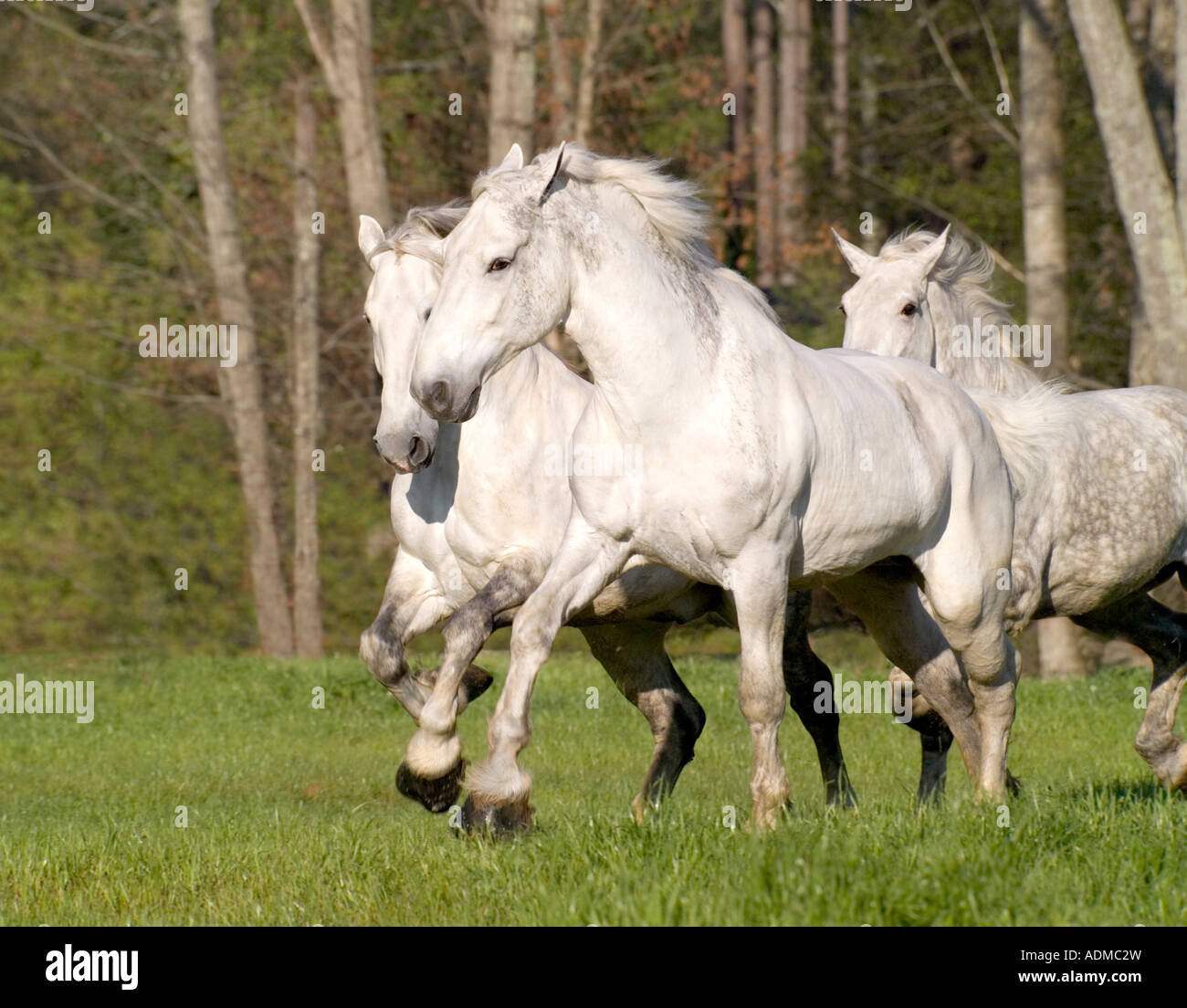 Chevaux de traits percherons Banque de photographies et d’images à ...
