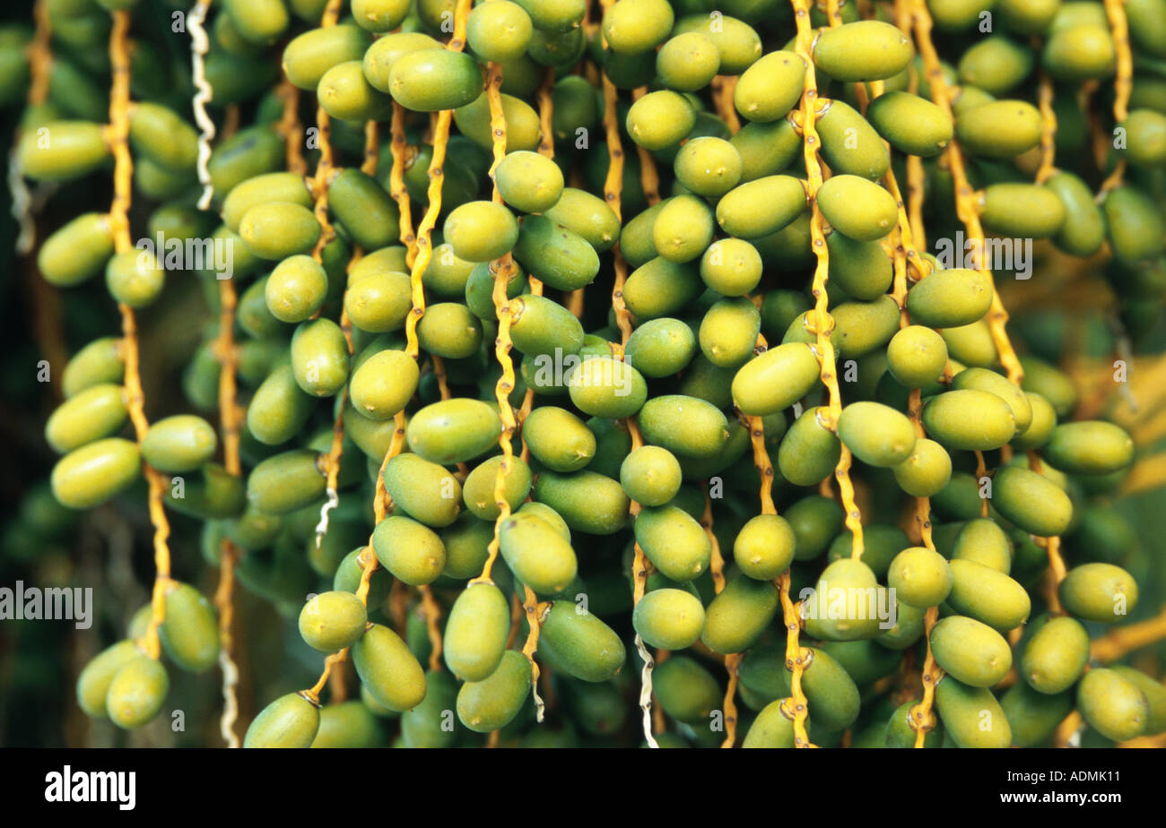 Île des Canaries (Phoenix canariensis), fruits Photo Stock - Alamy
