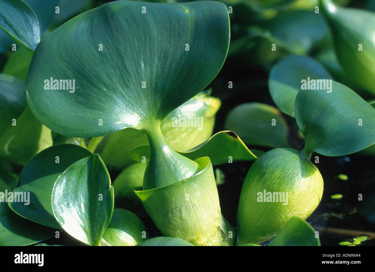 L'eau courante, waterhyacinth-jacinthe d'eau (Eichhornia crassipes ...