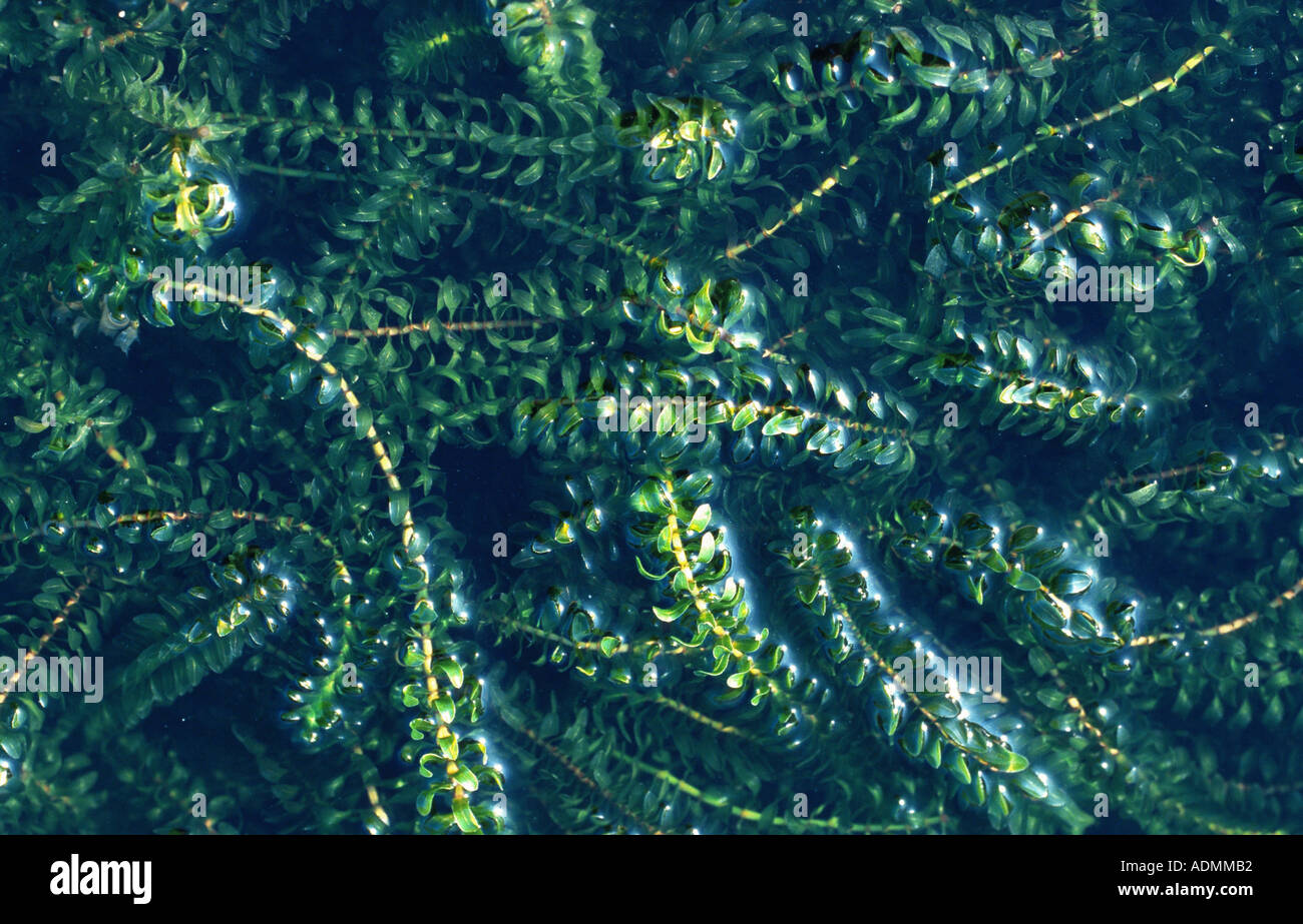 Elodea canadensis Banque de photographies et d’images à haute ...