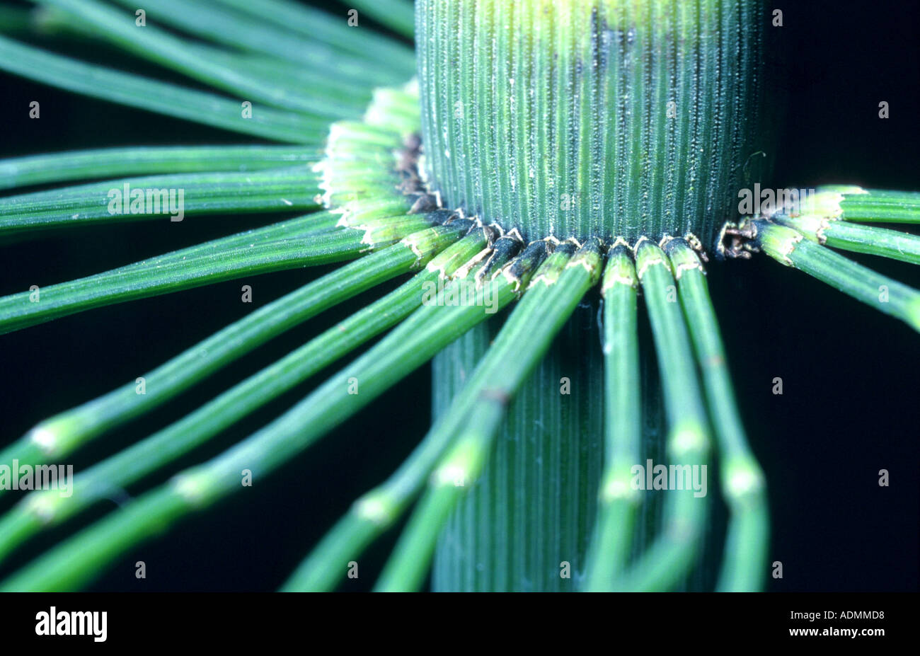 Prêle géante equisetum giganteum Banque de photographies et d’images à ...