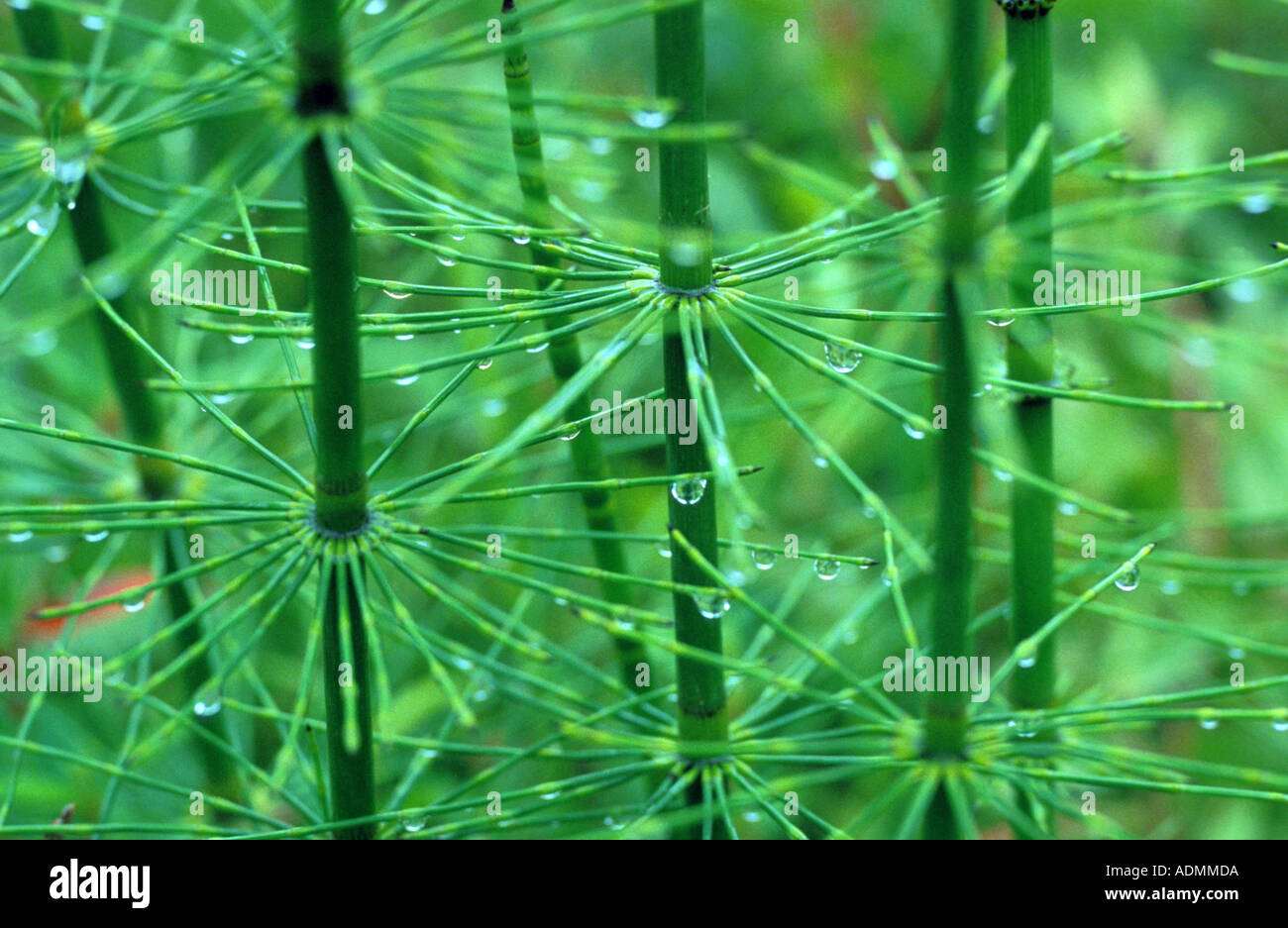 La prêle géante (Equisetum giganteum Photo Stock - Alamy