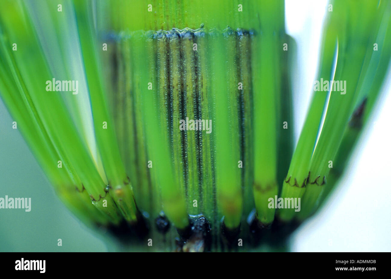 La prêle géante (Equisetum giganteum), détail d'une pousse avec nodium ...