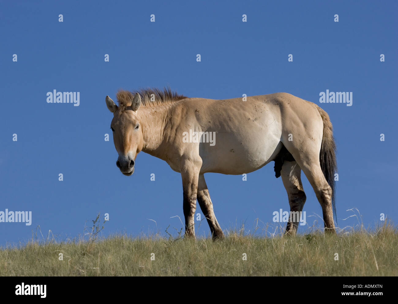 étalon reproducteur Banque de photographies et d’images à haute ...