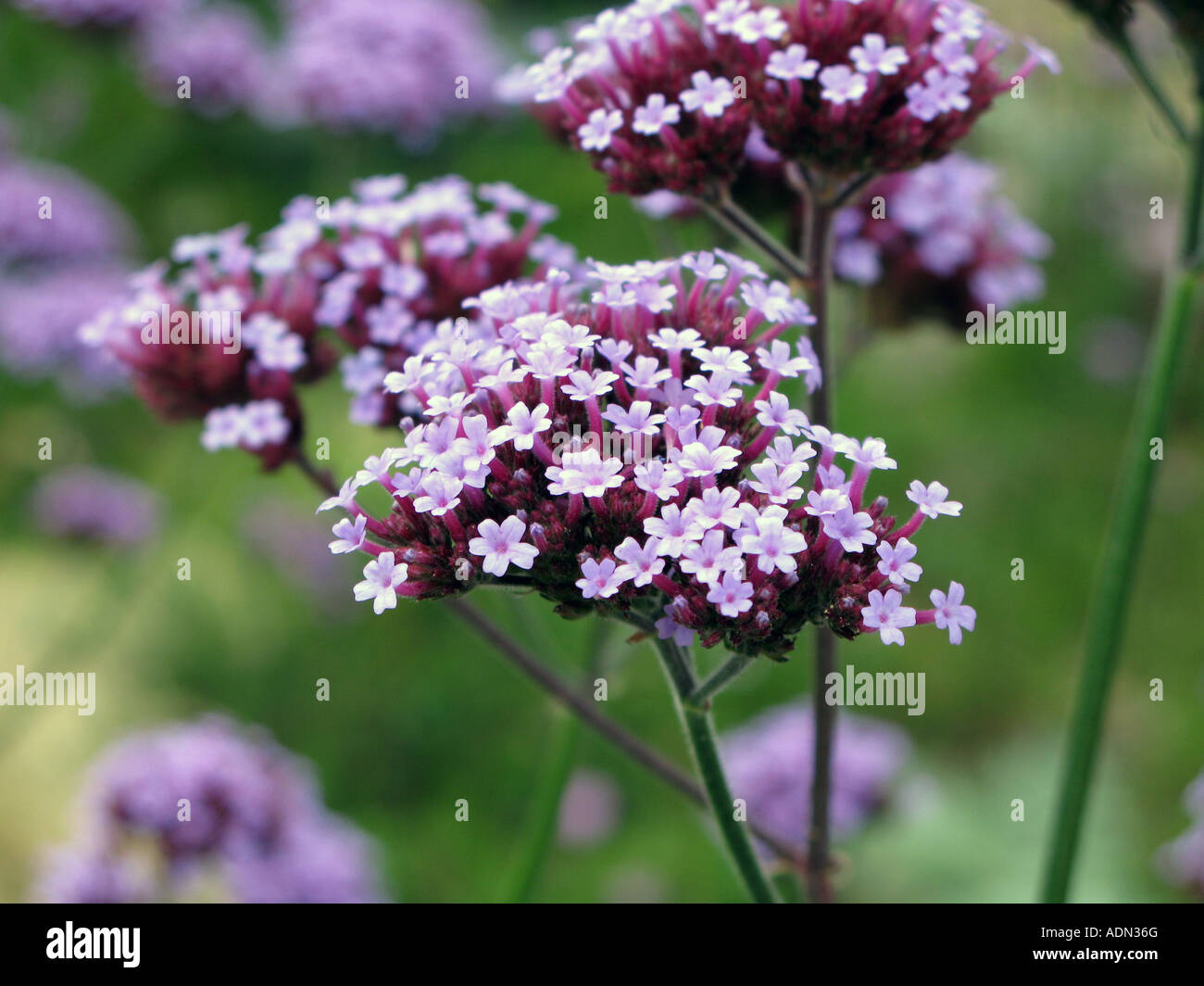 Fleur de lilas Banque de photographies et d’images à haute résolution ...