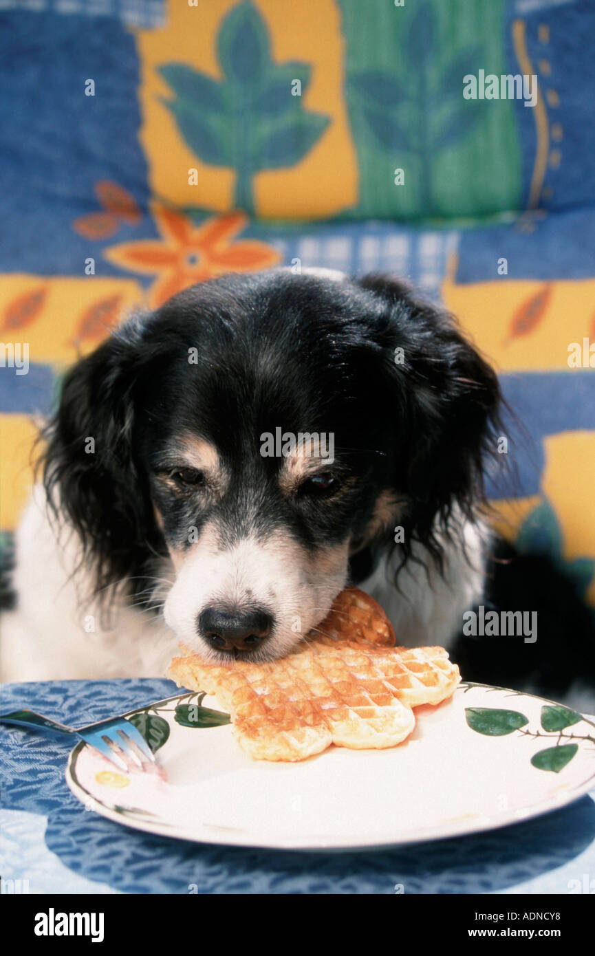 Waffle dogs Banque de photographies et d’images à haute résolution - Alamy