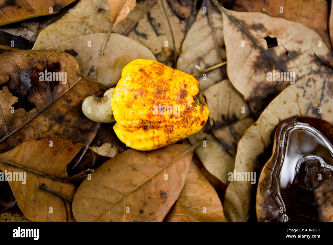 Cashew plantation Banque de photographies et d’images à haute ...