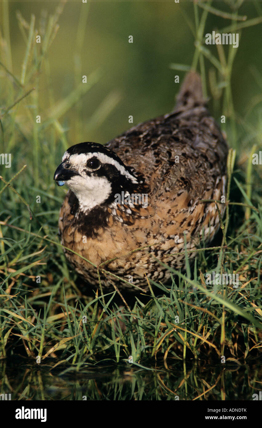 Colin de Virginie Colinus virginianus potable mâle Lake Corpus Christi ...