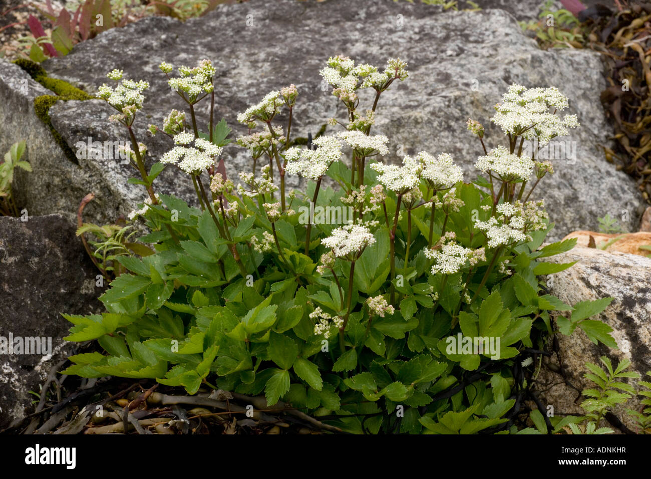 Scots lovage, Ligusticum scoticum, plante côtière rare en Écosse Photo Stock - Alamy