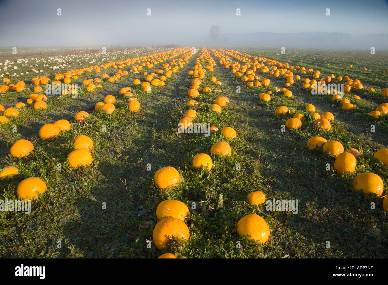 Champ de citrouille Banque de photographies et d’images à haute ...