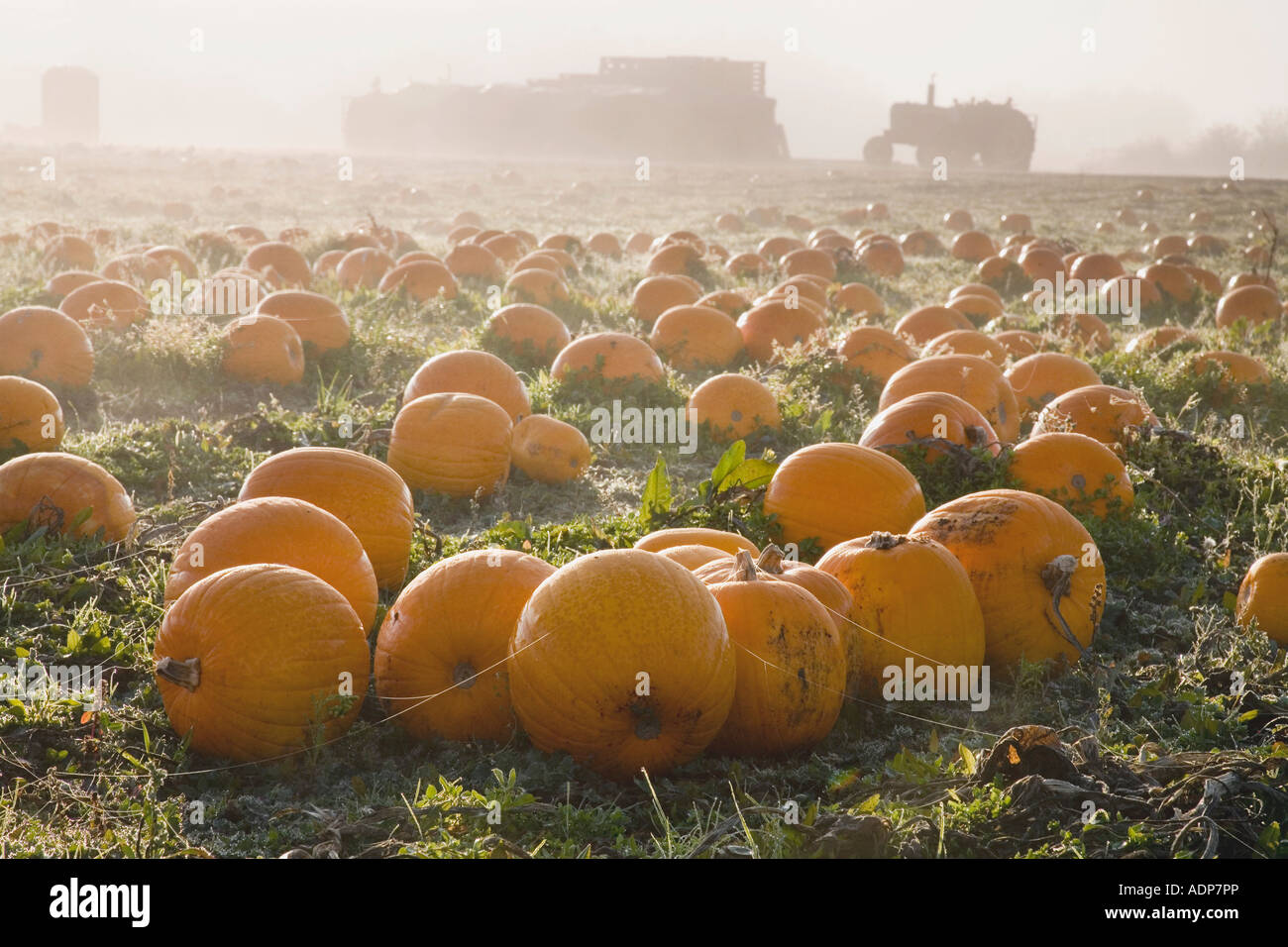 Champ de citrouille Banque de photographies et d’images à haute ...