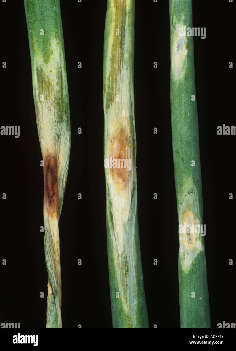 Alternaria porri Banque de photographies et d’images à haute résolution ...