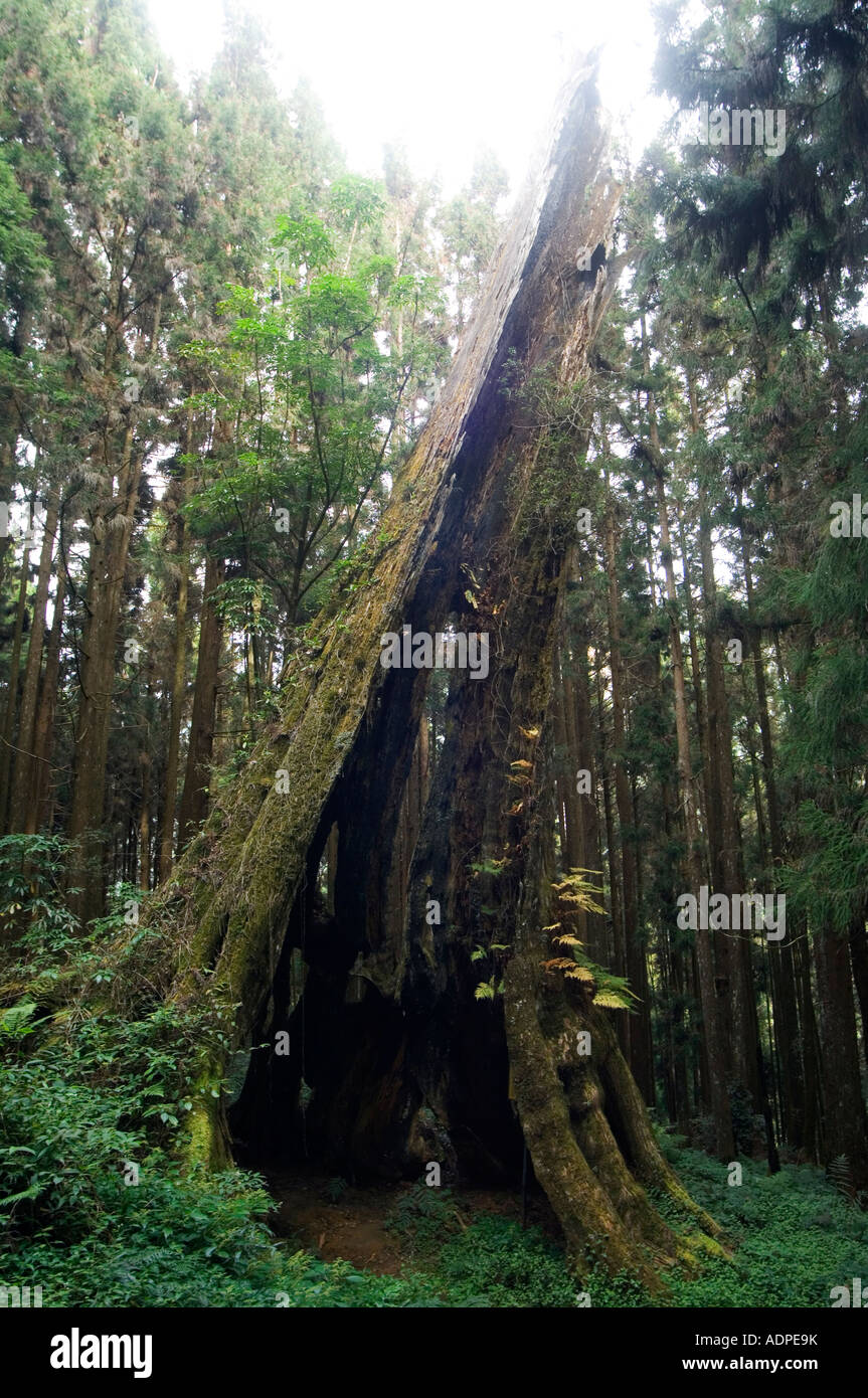 Tronc d'arbre géant en forêt de cèdres Alishan National Forest ...