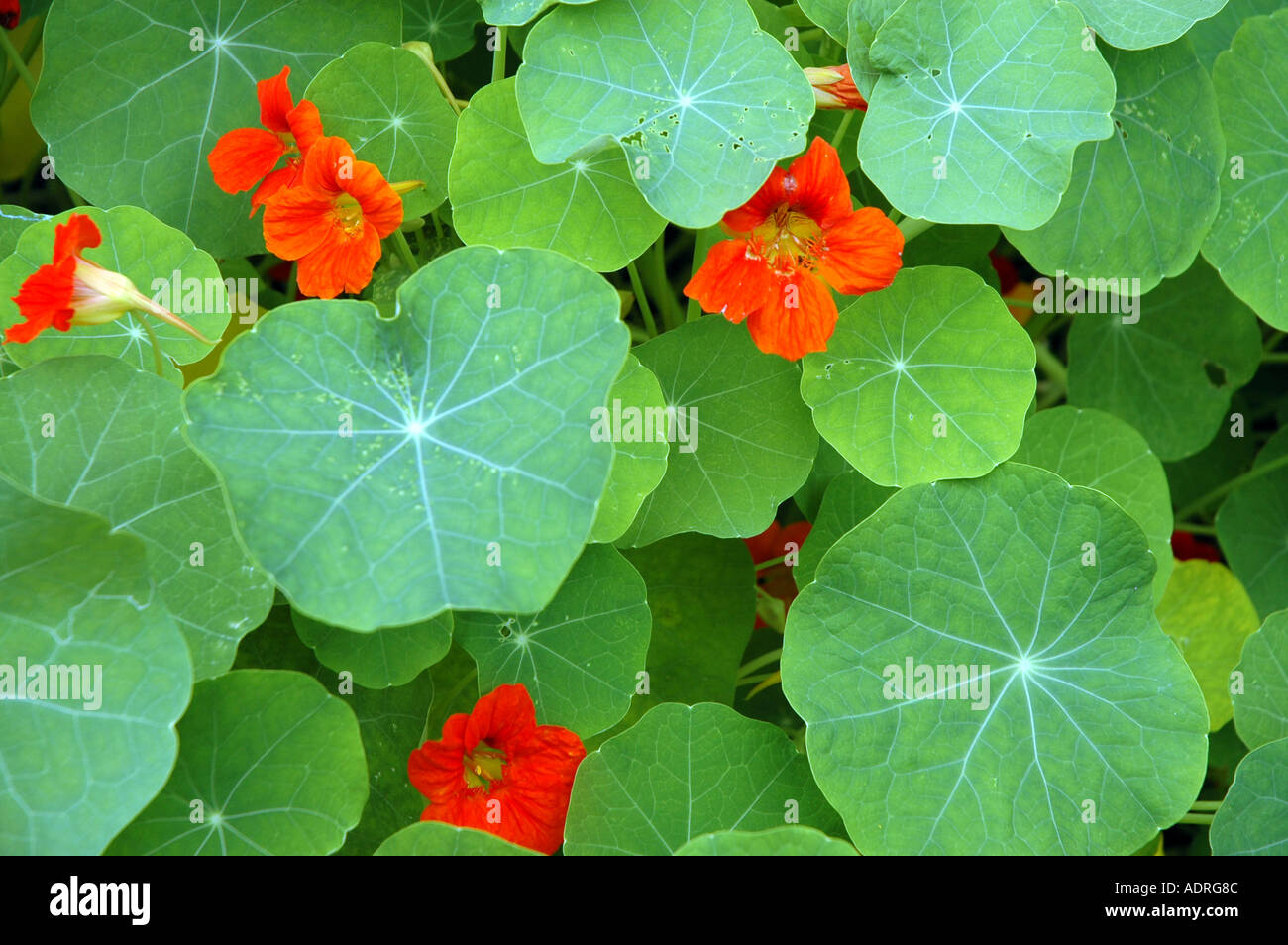 Famille de capucines Banque de photographies et d’images à haute ...