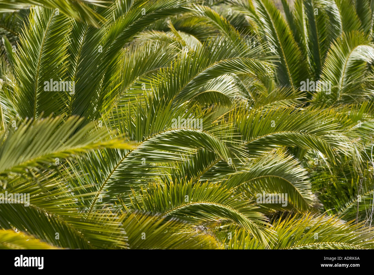 Phoenix canariensis gros plan Banque de photographies et d’images à ...