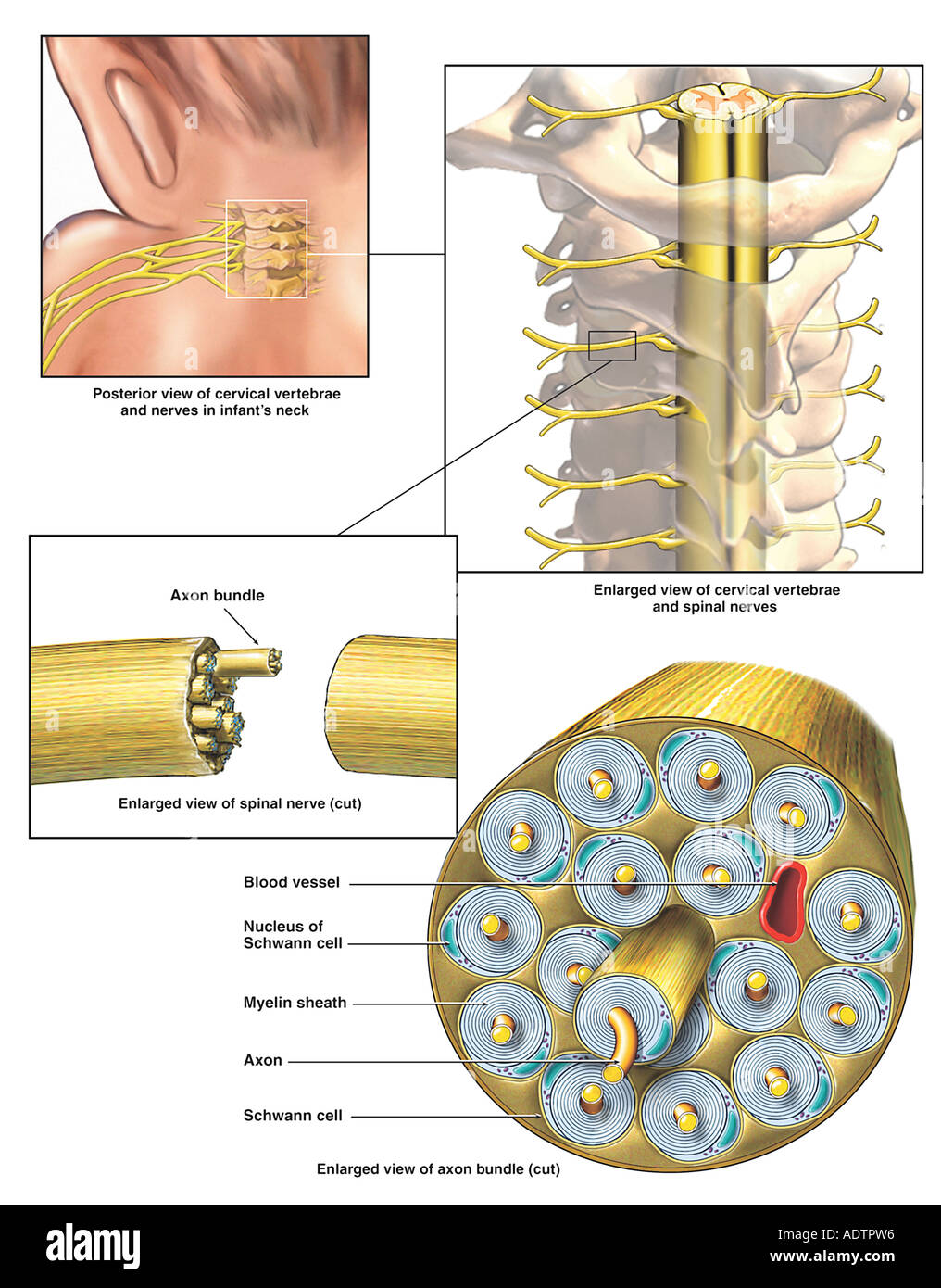 Plexus Nerveux Organes Recherche Google Anatomie Du 360 idées de Corp ...