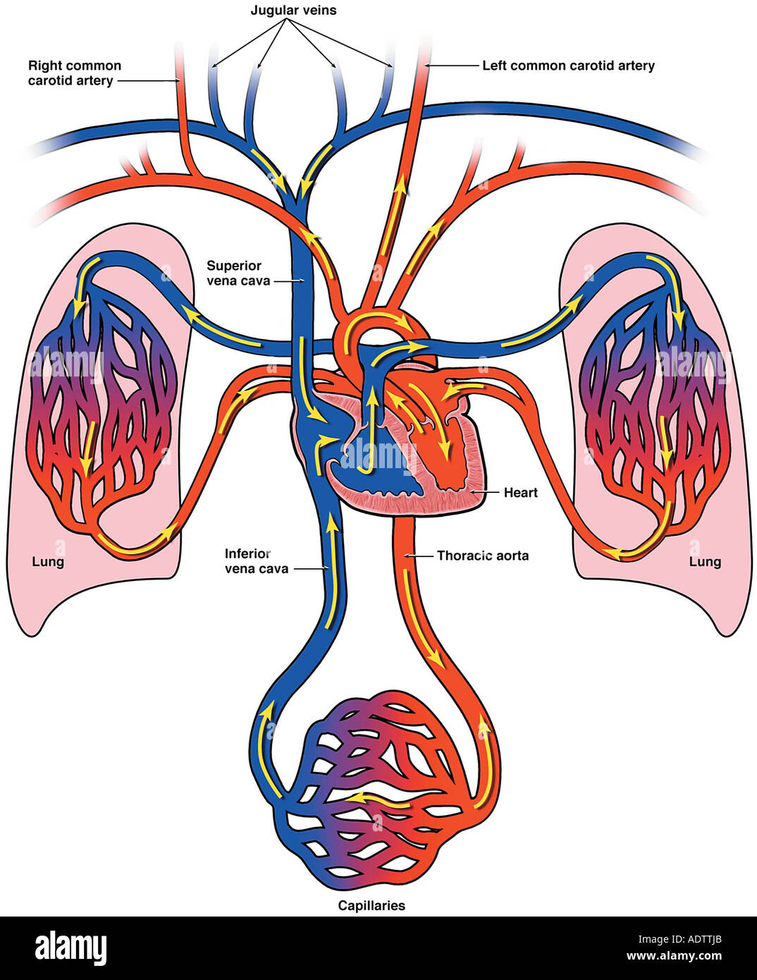 Diagramme du flux sanguin vers le coeur Banque de photographies et d ...