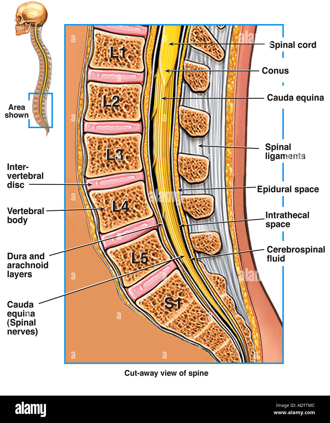Anatomie du rachis lombo-sacré Photo Stock - Alamy