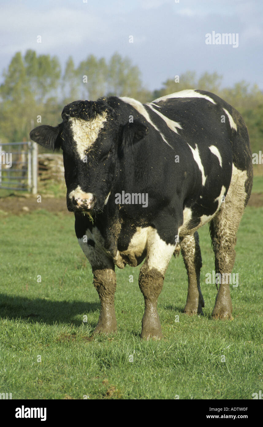 Vache bleue belge Banque de photographies et d’images à haute ...