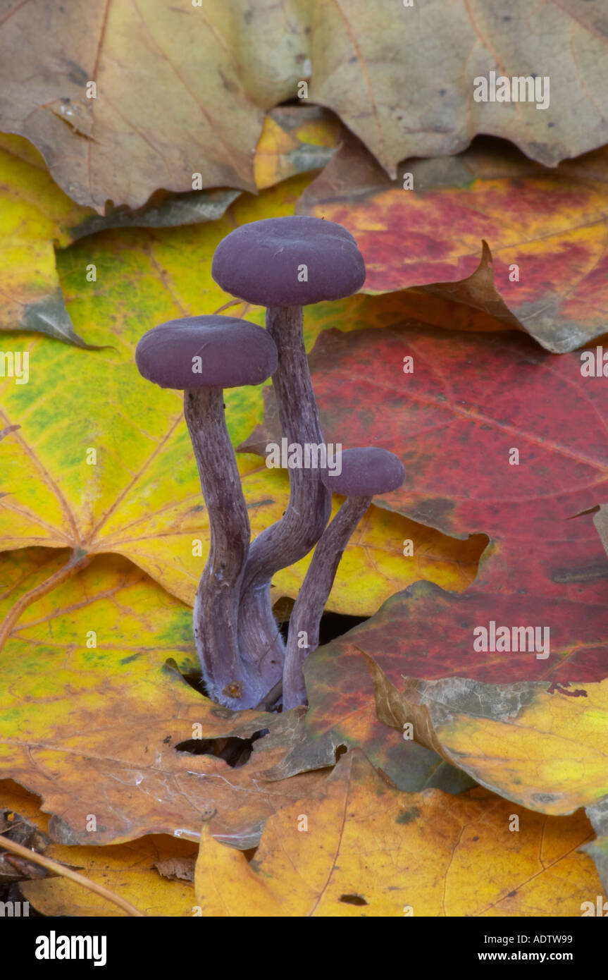 Champignons comestibles violet Banque de photographies et d’images à ...