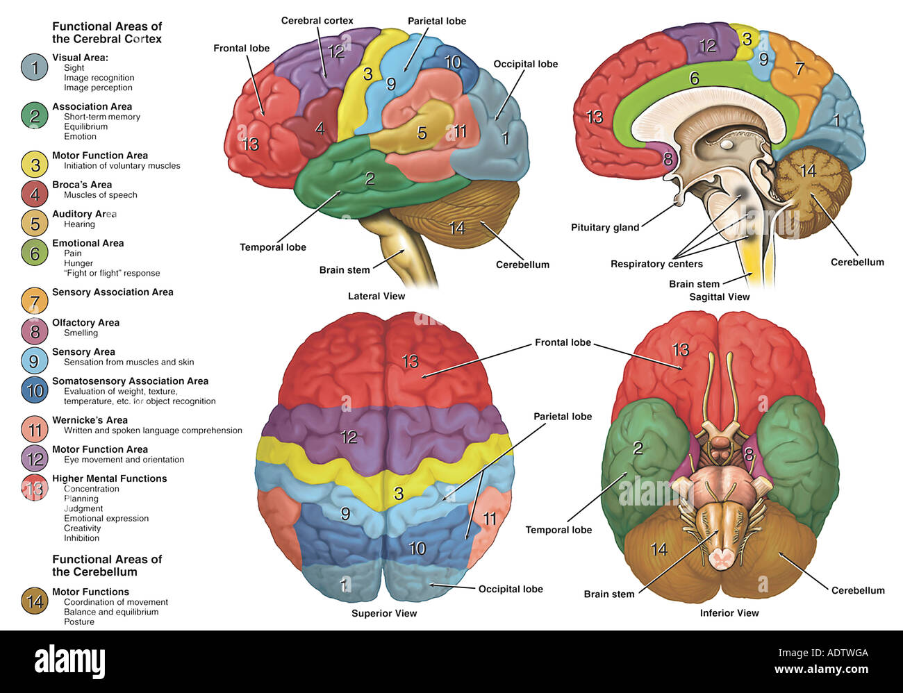 Les Parties Du Cerveau Et Leurs Fonctions Communauté Mcms™