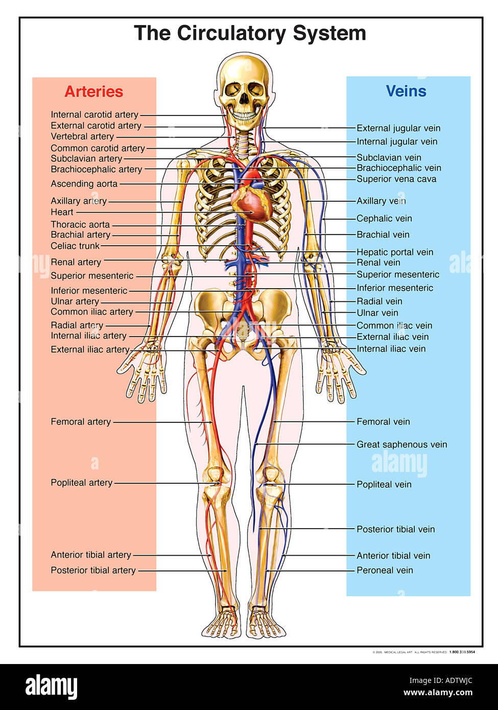 Sistema circulatorio arterial Banque de photographies et d’images à ...