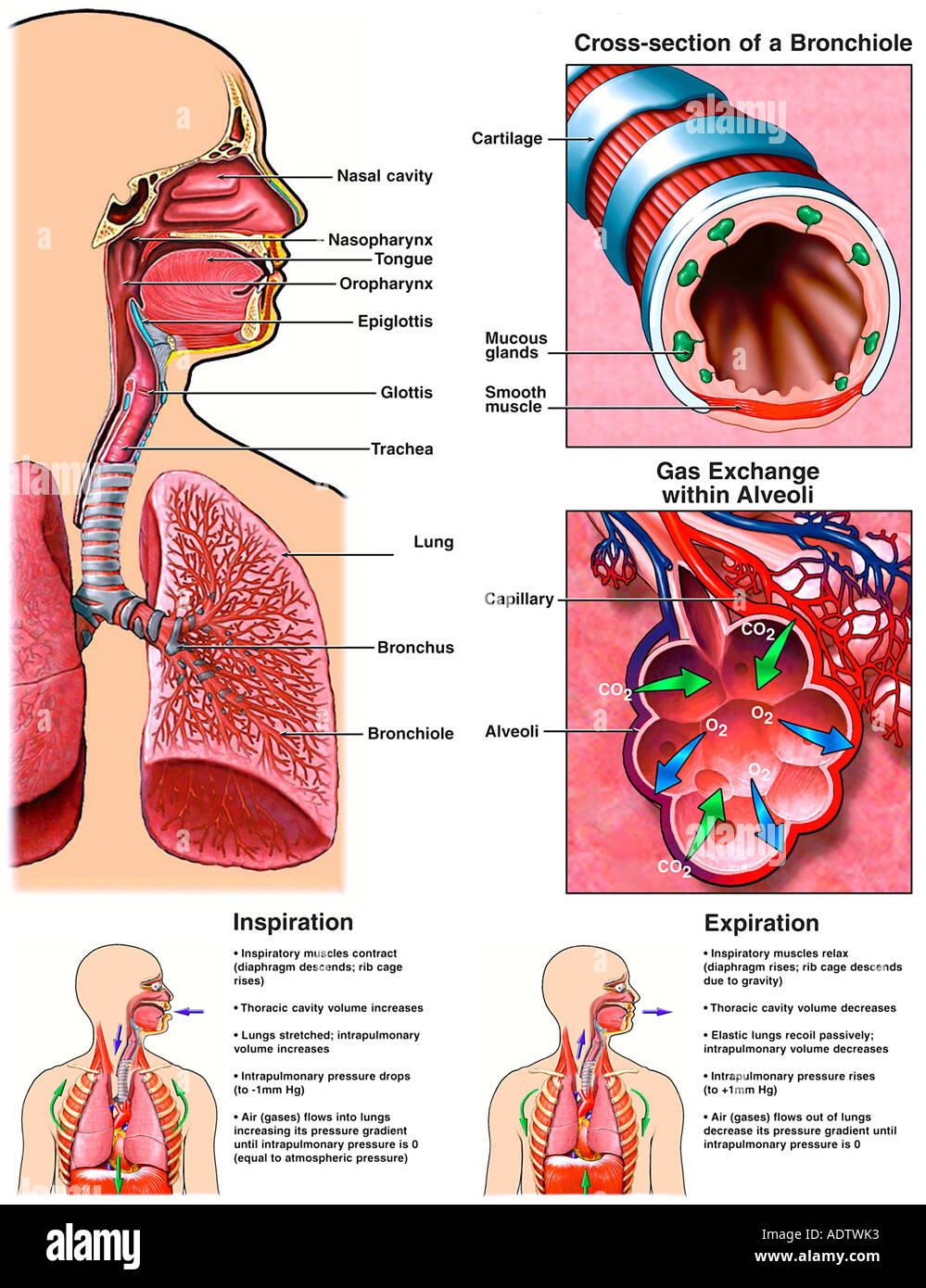 Voies respiratoires anatomiques Banque de photographies et d’images à ...