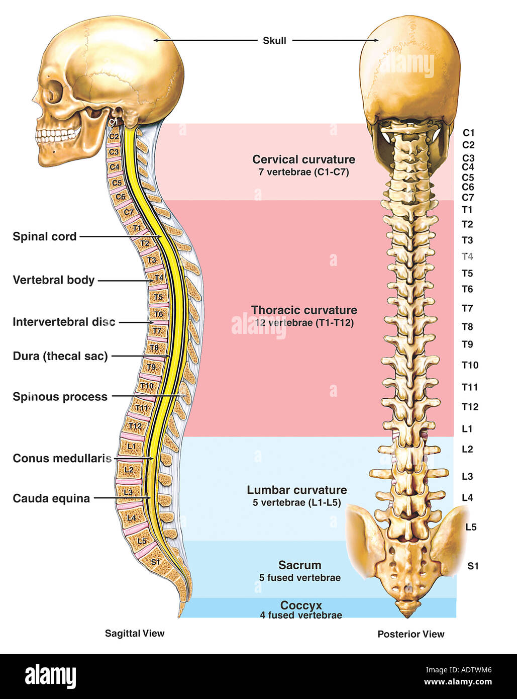 Lumbar Vertebra Column Banque d'image et photos - Page 5 - Alamy