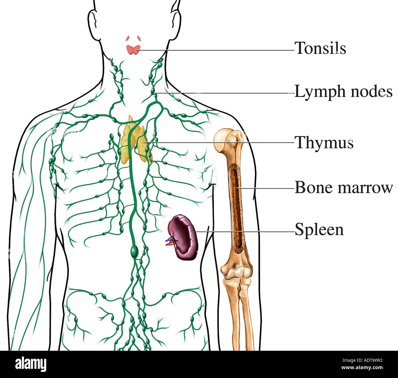 Organes du système immunitaire Banque de photographies et d’images à ...
