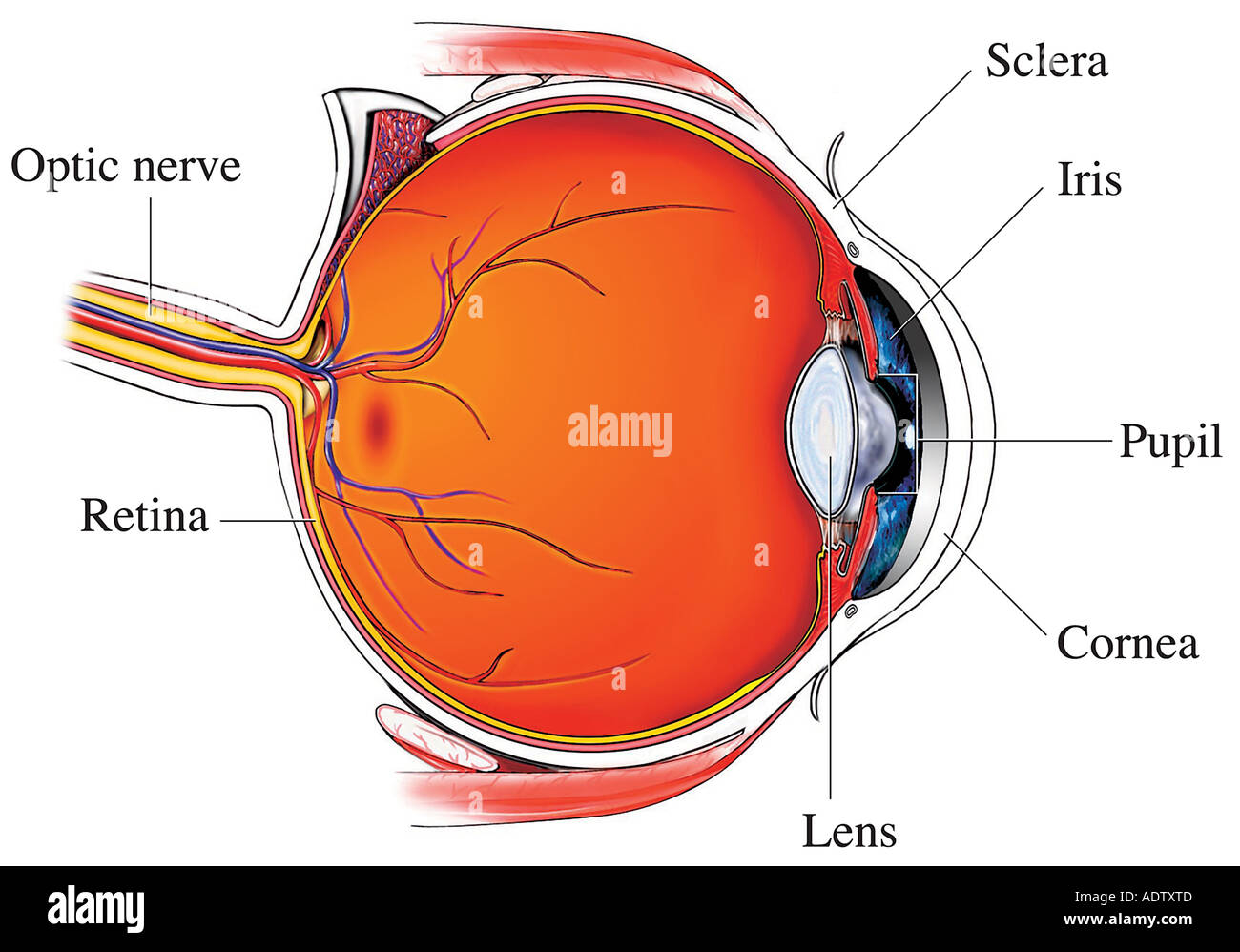 Eye anatomy Banque de photographies et d’images à haute résolution - Alamy