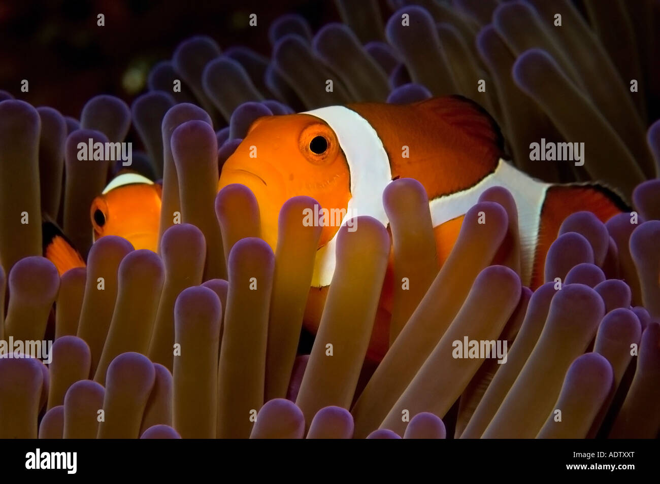 Poisson Nemo Banque d'image et photos - Alamy