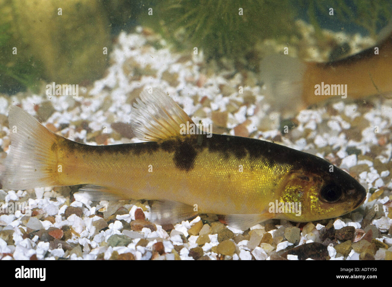Golden tench Banque de photographies et d’images à haute résolution - Alamy