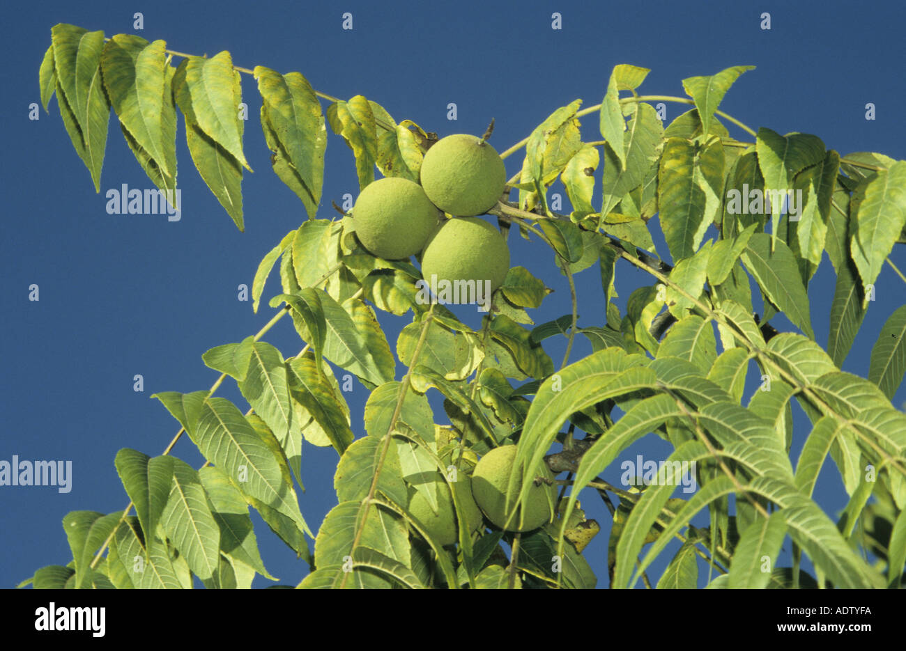 Fruits juglans nigra Banque de photographies et d’images à haute ...