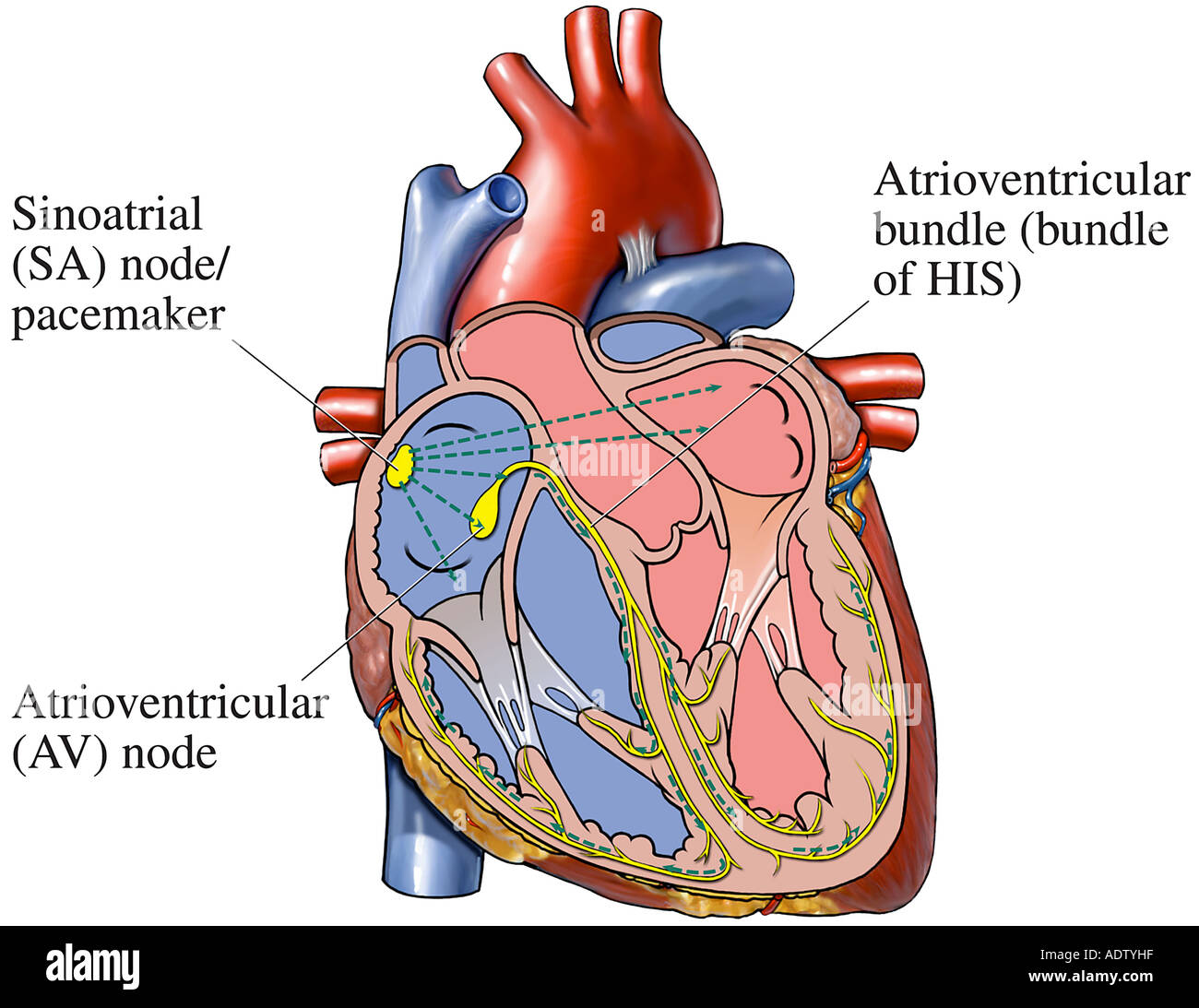Systeme de conduction du coeur Banque de photographies et d’images à ...
