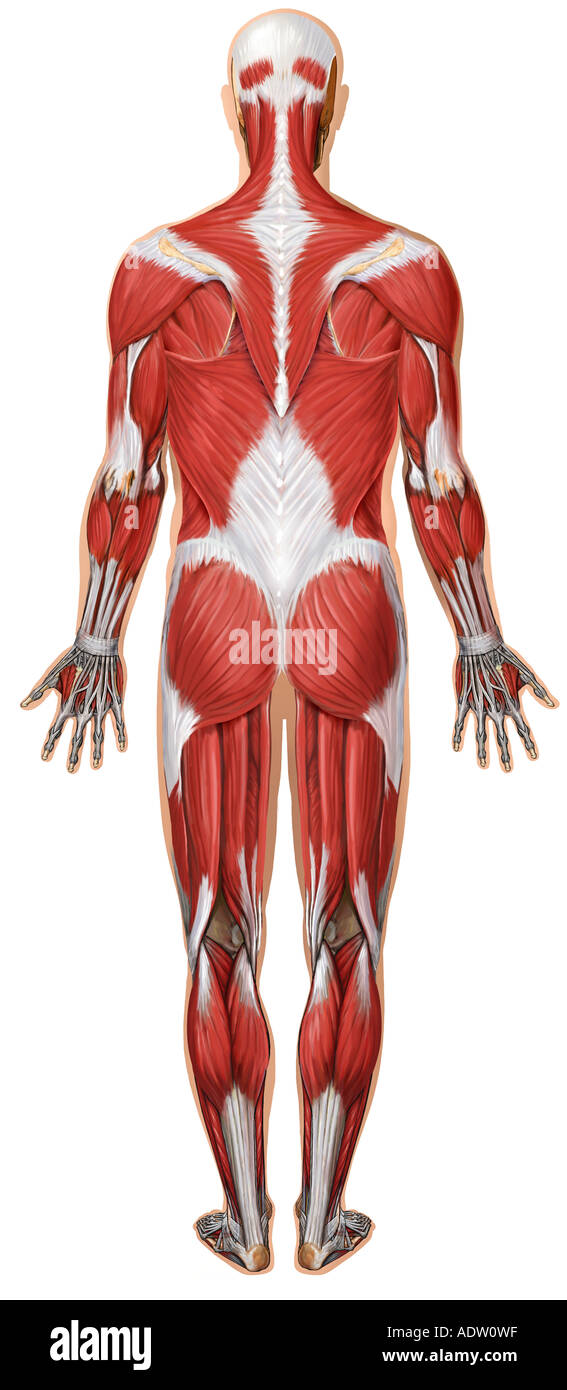 Anatomie humaine squelette complet du corps Banque de photographies et ...