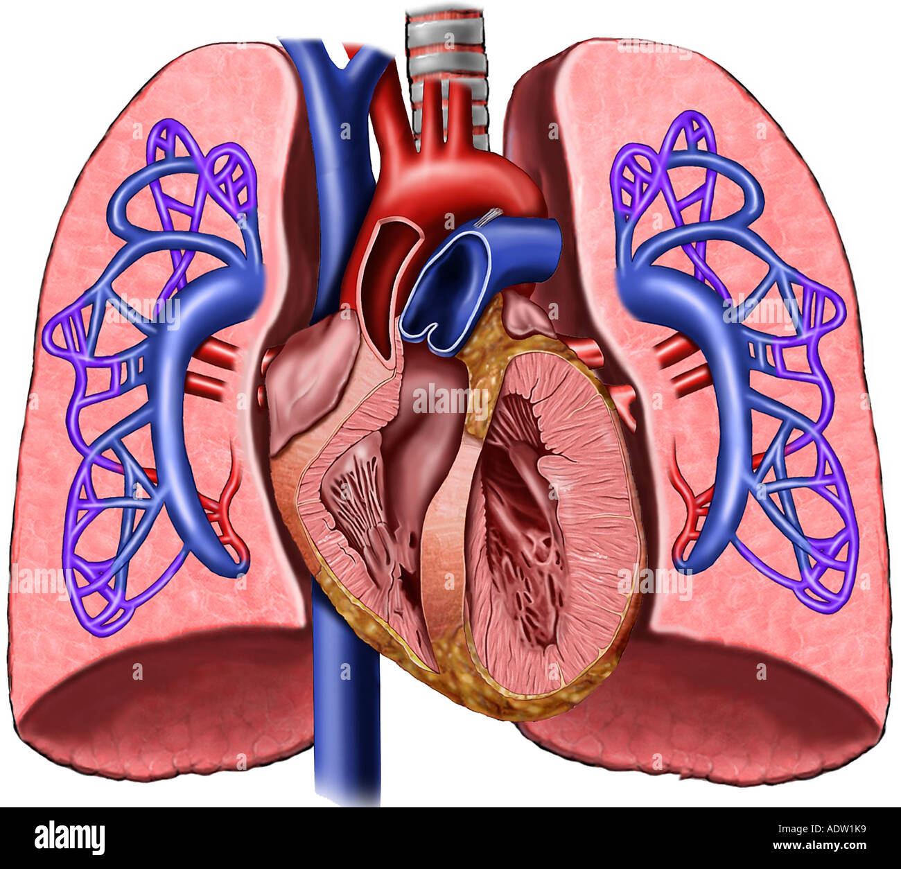 Pulmonary Circulation Banque d'image et photos - Alamy