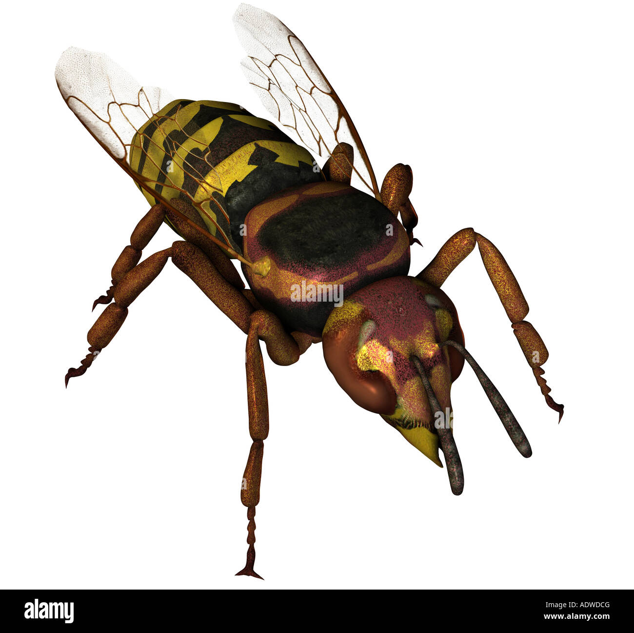 Frelon oriental Banque de photographies et d’images à haute résolution ...