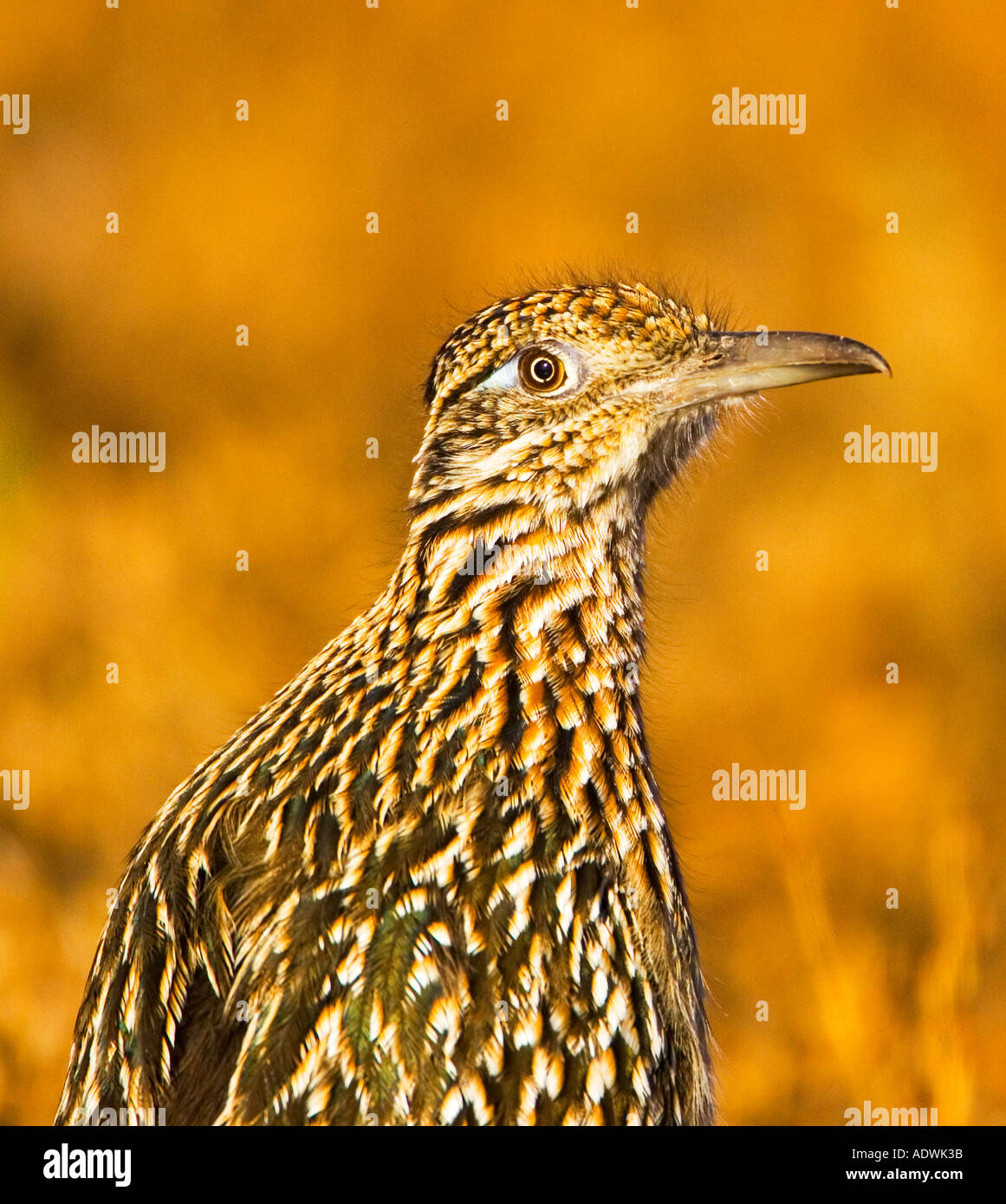 Greater roadrunner Banque de photographies et d’images à haute ...