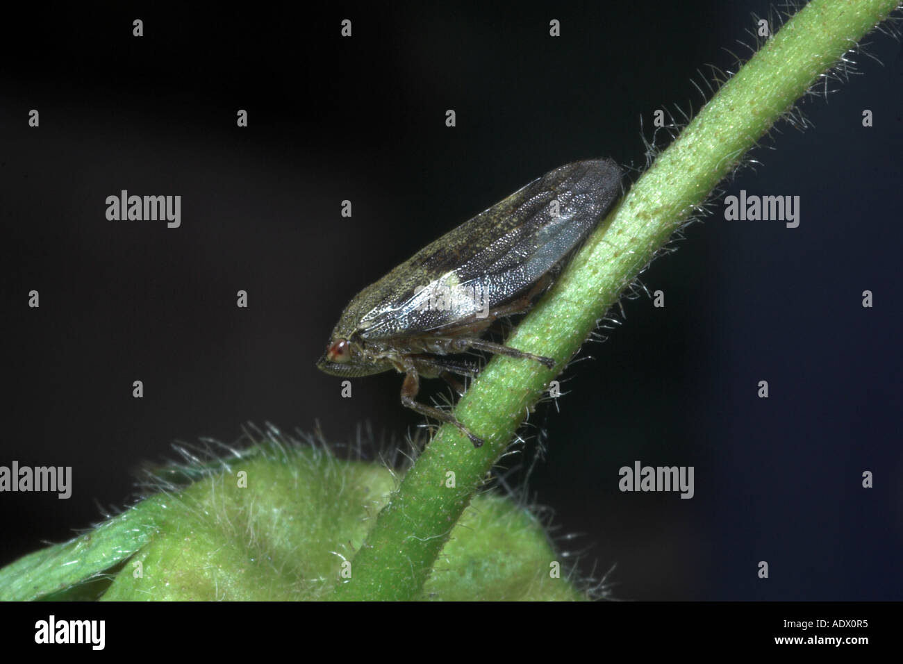 Frog hopper Banque de photographies et d’images à haute résolution - Alamy