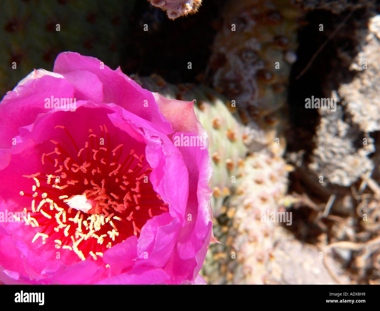 Fleurs de cactus de castor dans la vallée de la mort Photo Stock - Alamy