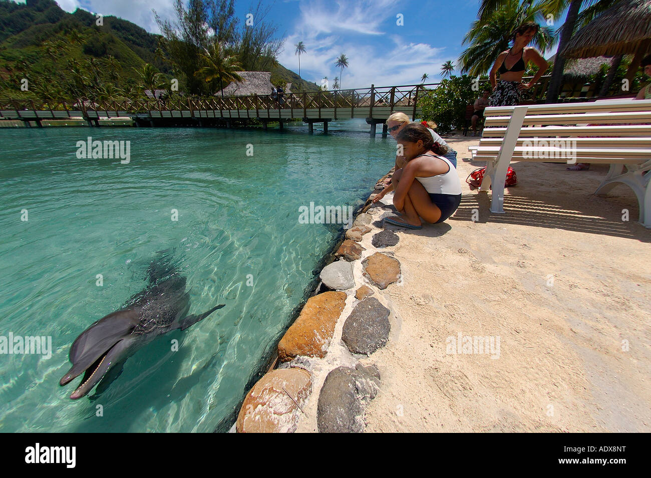 Grand dauphin Tursiops truncatus formateurs avec Dolphin Quest Moorea ...