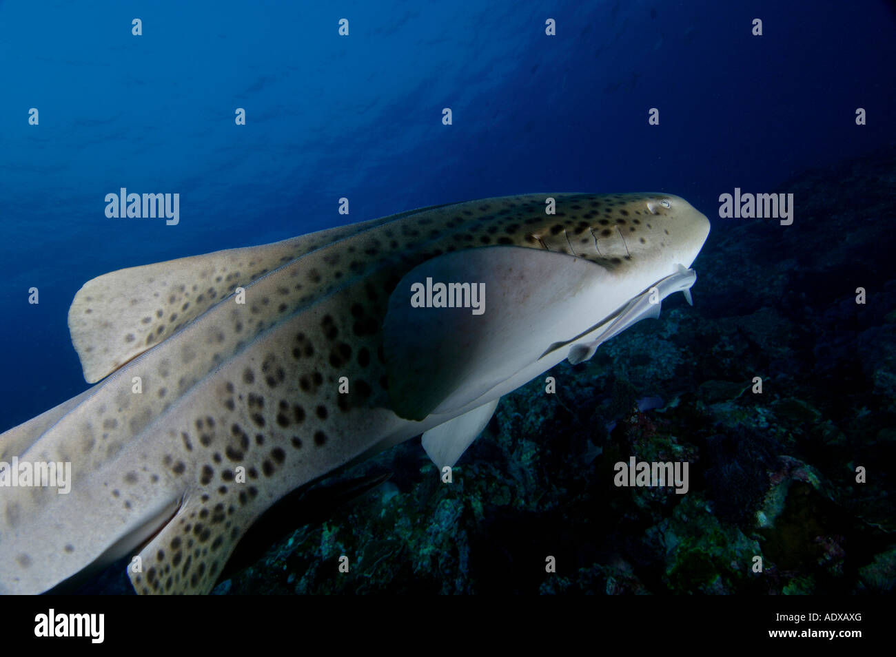 Zebra shark stegostoma fasciatum Banque de photographies et d’images à ...